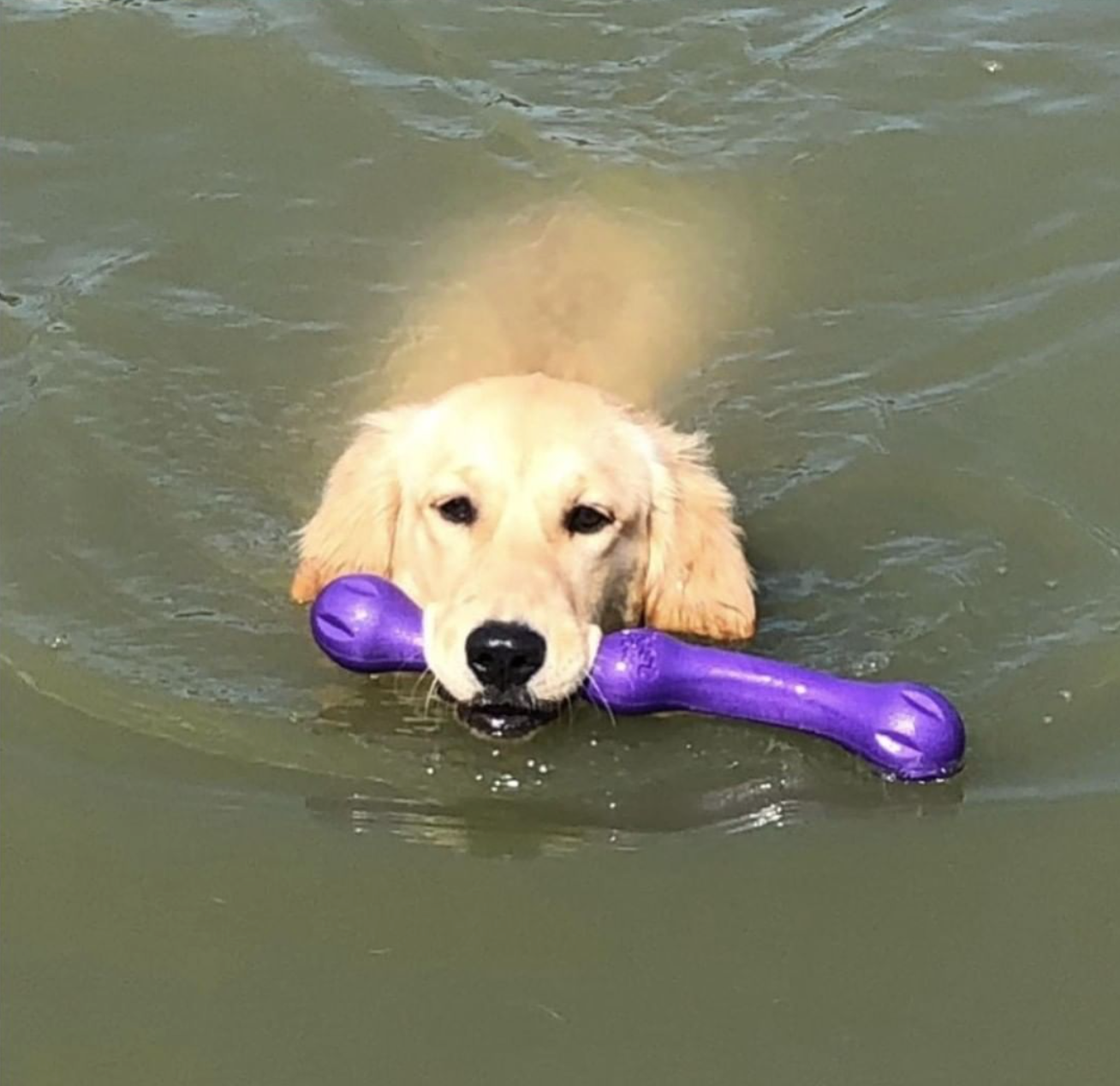 Water Wisdom: Safety Tips for Swimming Dogs | West Paw, Inc.