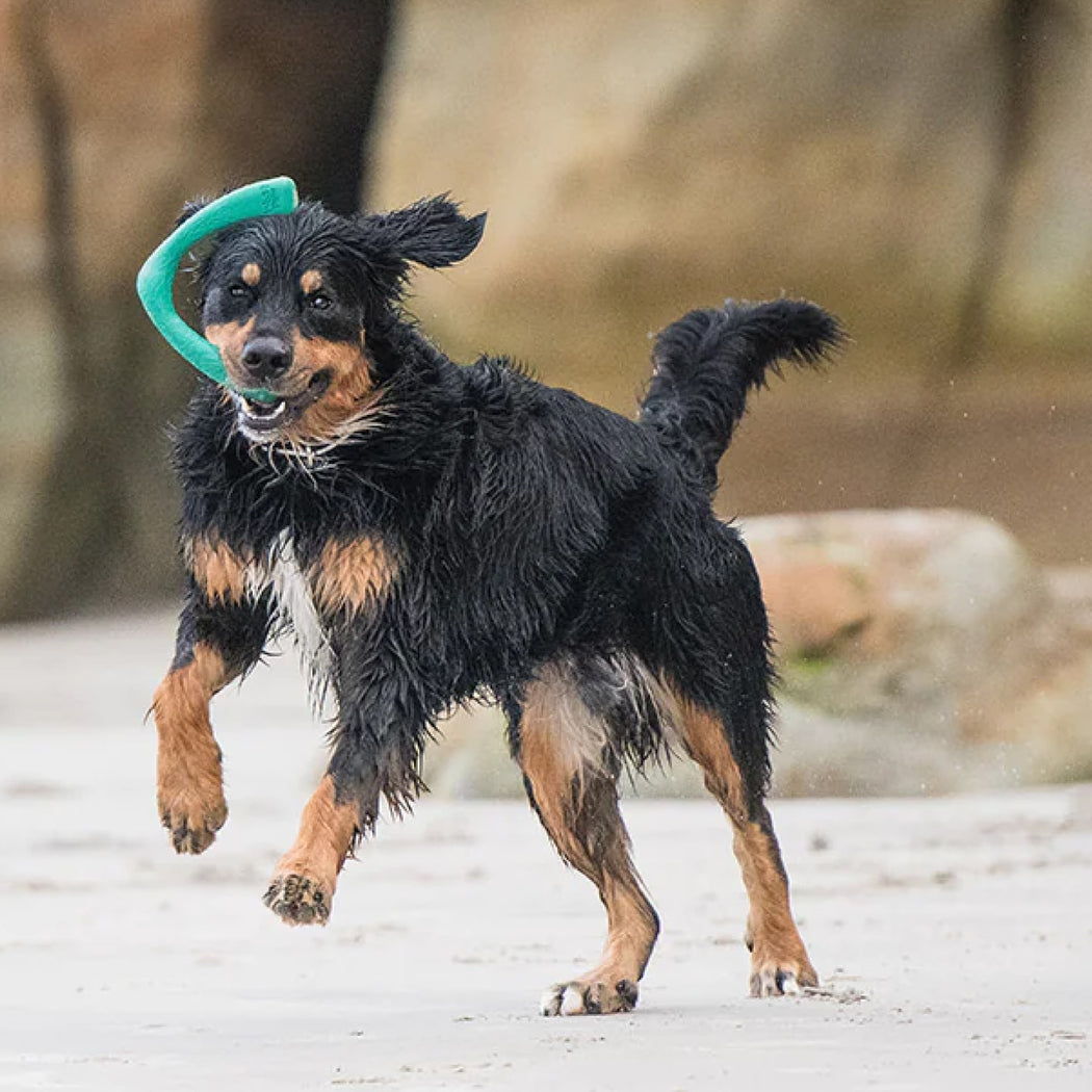 Affiliate Program | West Paw