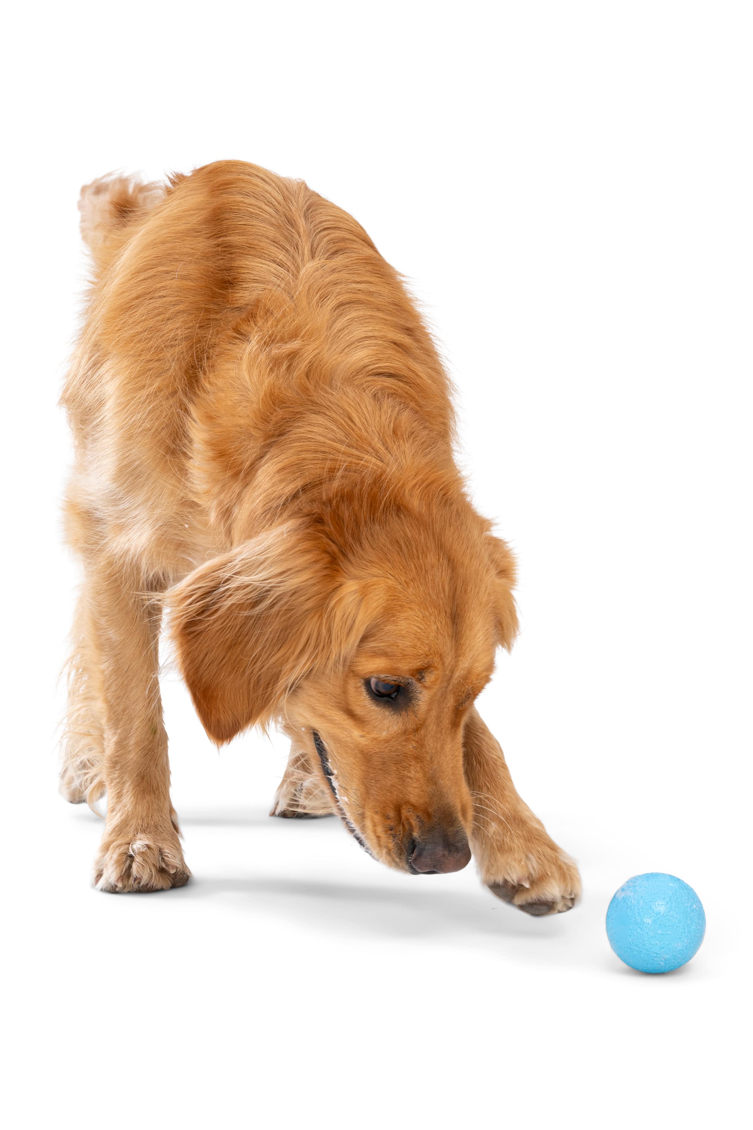 Boundr™| Fetch Toy | Dog Ball Toy | West Paw