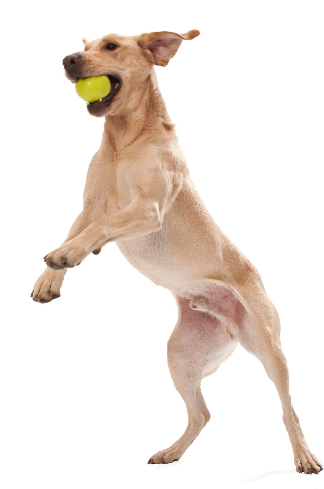 Jive® Dog Ball | Durable Dog Ball | West Paw