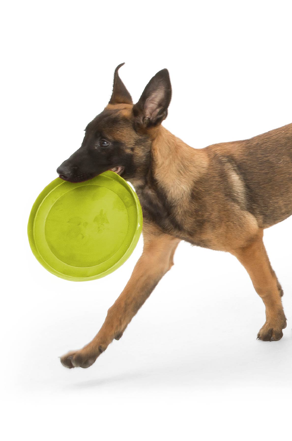 Zisc® High-Flying Disc | Dog Disc | West Paw Flyer