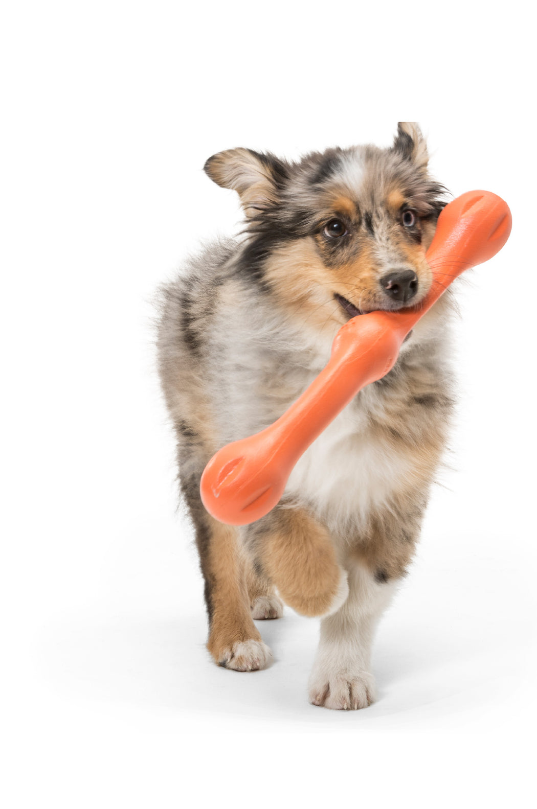 Zwig® Fetch Toy | Fetch Toy | West Paw