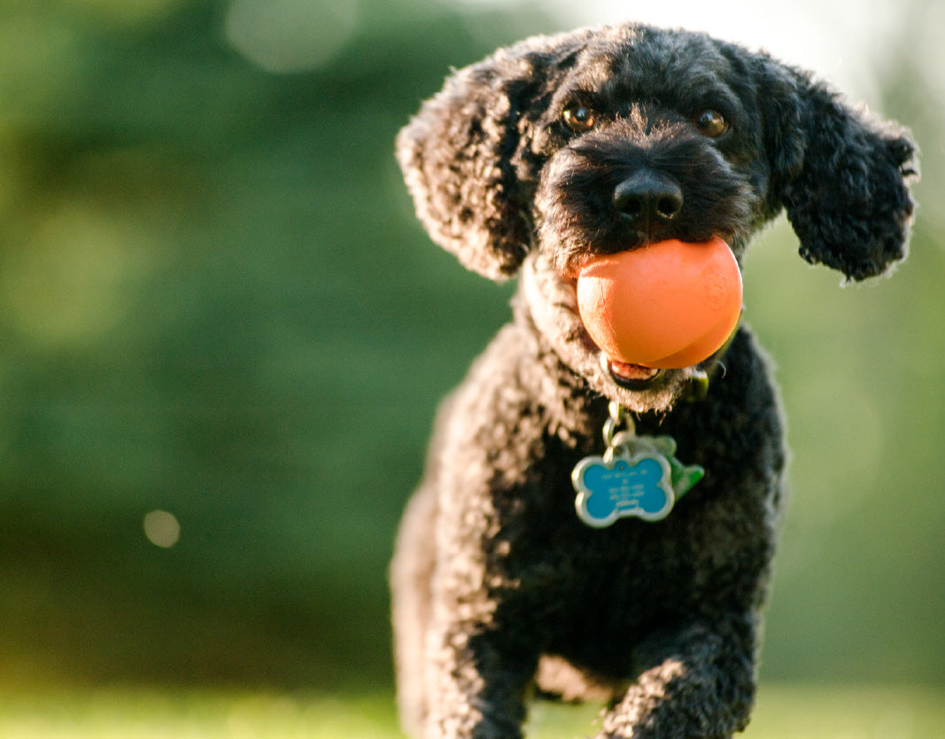 Jive® Dog Ball | Durable Dog Ball | West Paw