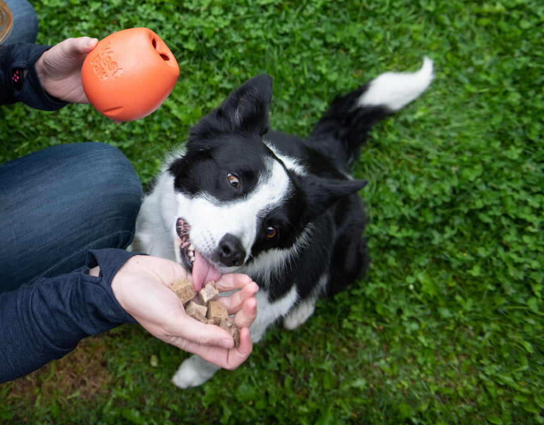 Rumbl® Treat Toy | Bouncy Dog Toy | West Paw