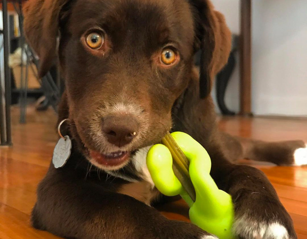 Tizzi® Dog Toy | Soft Chew Toys for Dogs | West Paw