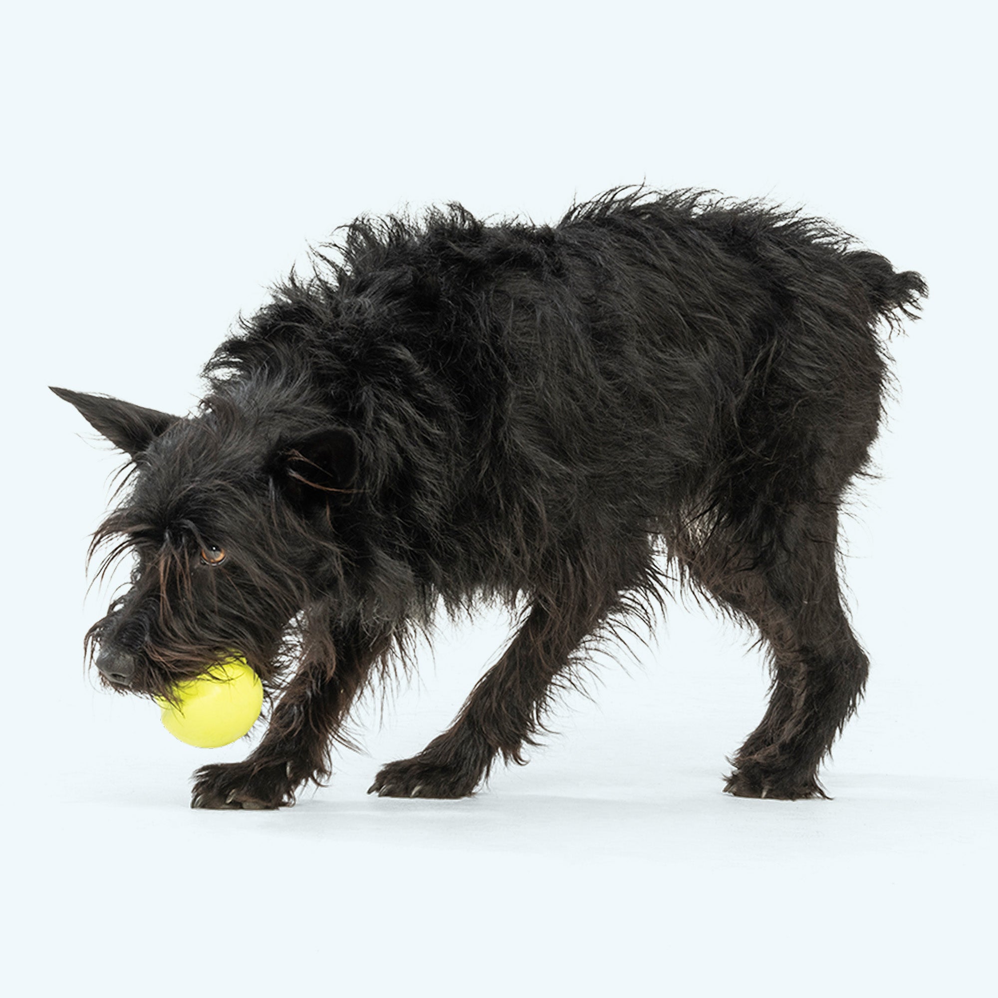 Jive® Dog Ball | Durable Dog Ball | West Paw