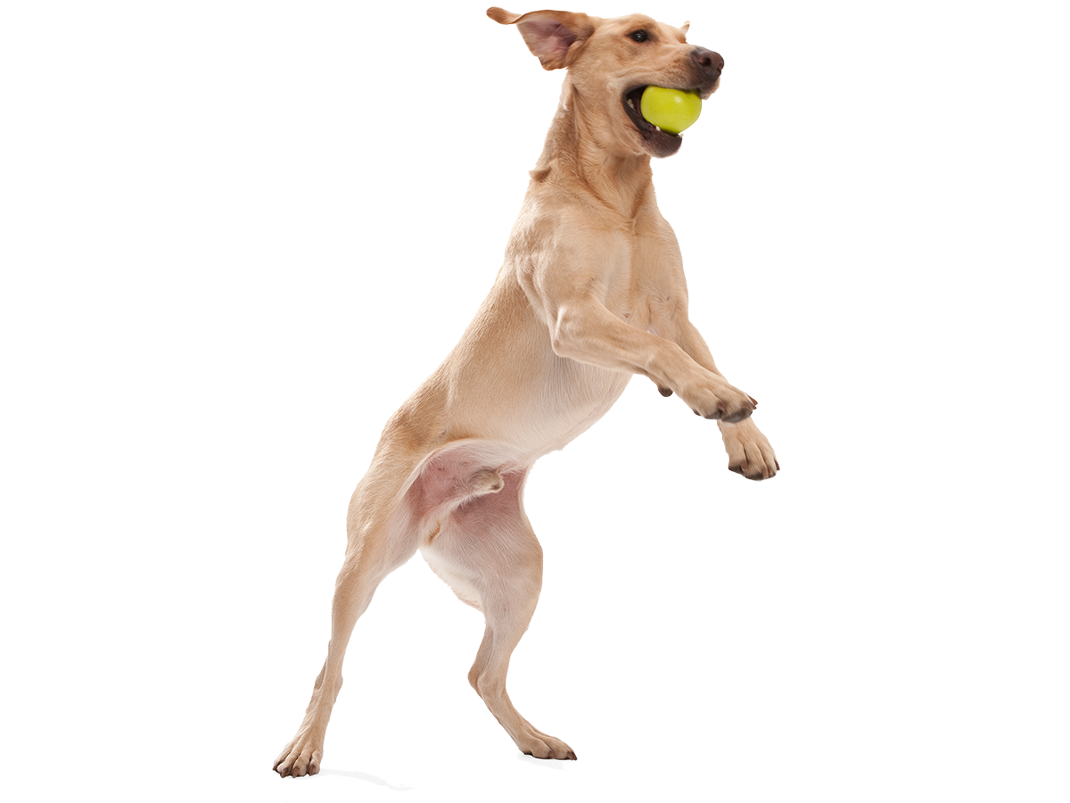 Jive® Dog Ball | Durable Dog Ball | West Paw