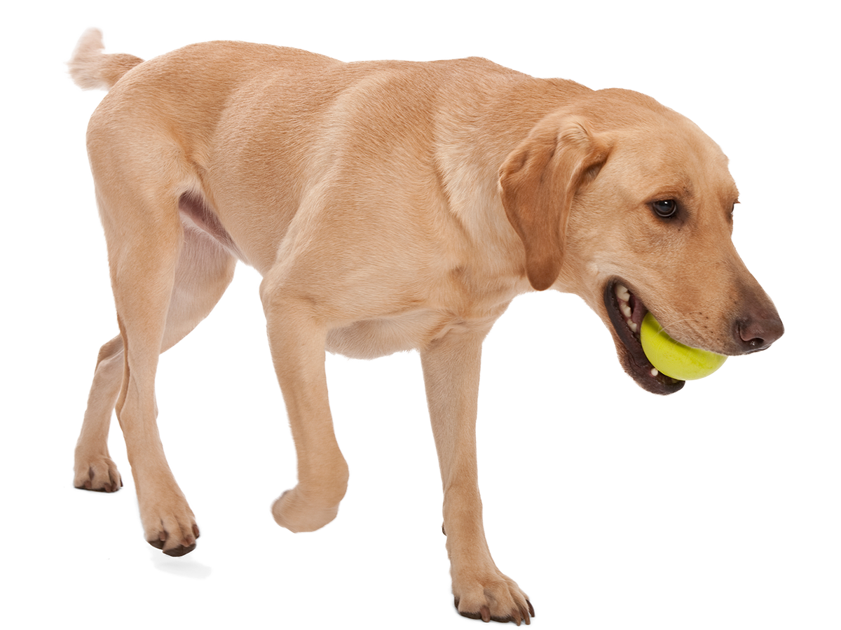 Jive® Dog Ball | Durable Dog Ball | West Paw