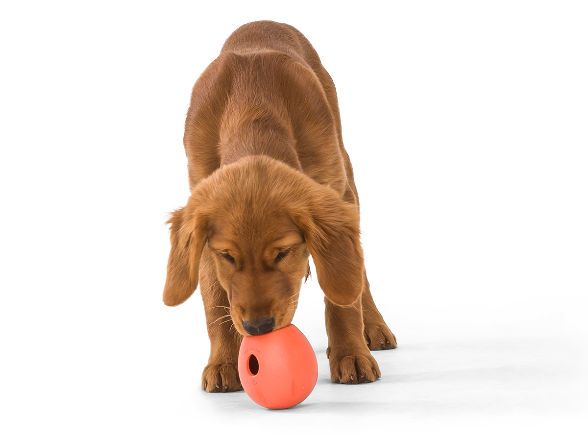 Rumbl® Treat Toy | Bouncy Dog Toy | West Paw
