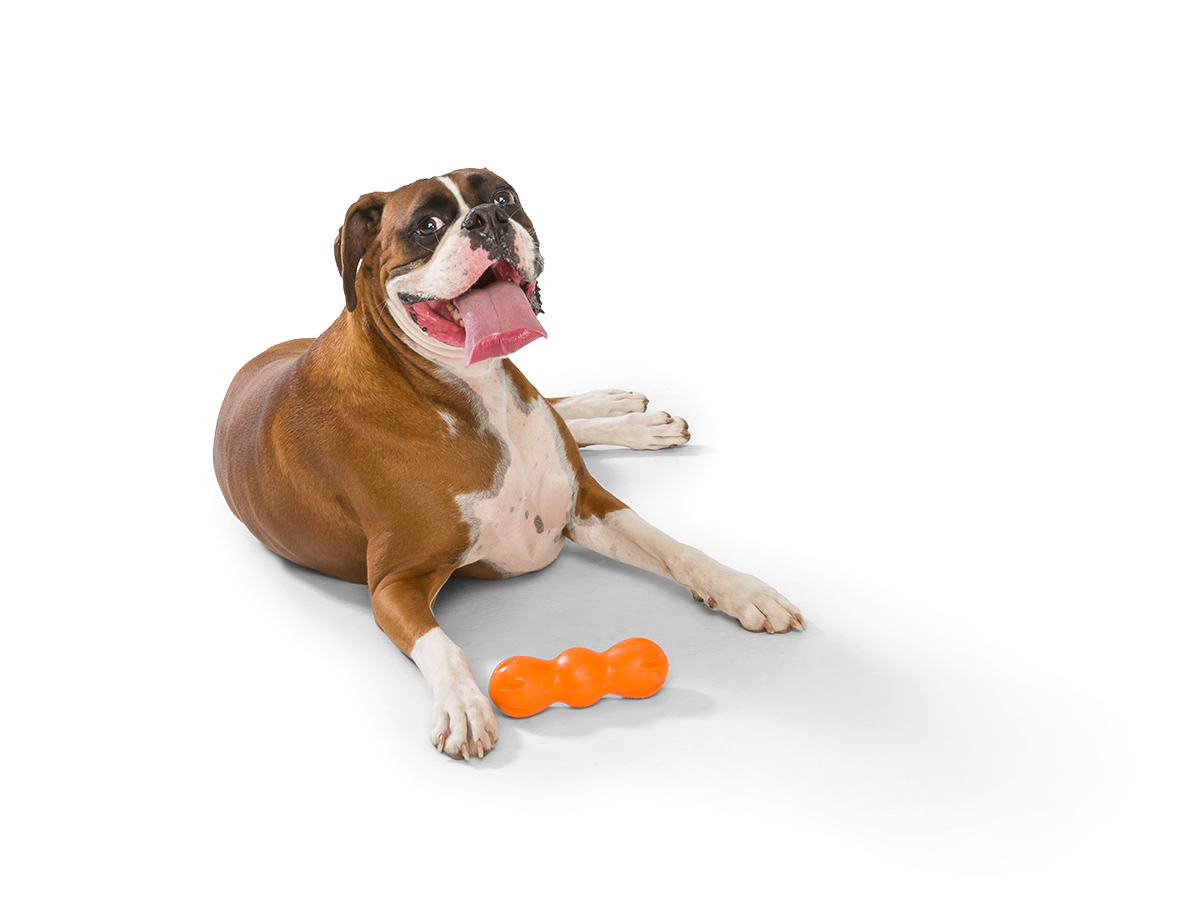 Rumpus® Chew Toy | Extra Durable Dog Toys | West Paw