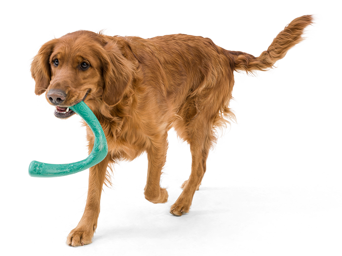 Snorkl Seaflex Dog Toy | Boomerang Dog Toy | West Paw